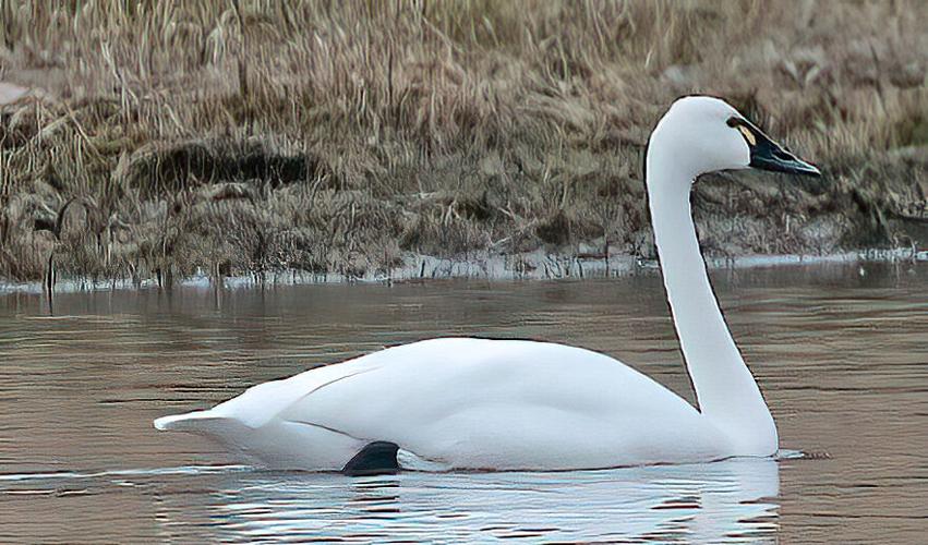 Waterfowl migration has started: Bird Lore by Dan Brauning | Columns ...