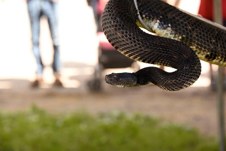 56-plus inch pit viper largest at snake hunt | Local | tiogapublishing.com