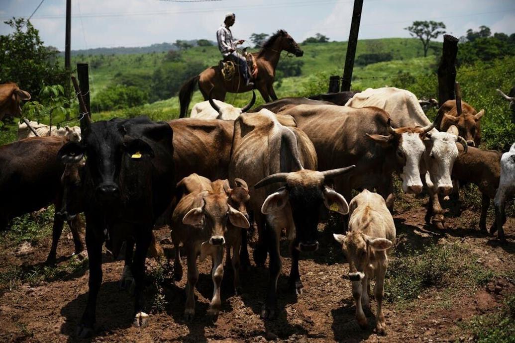 Soaring US beef prices likely to rise further thanks to trade tensions ...