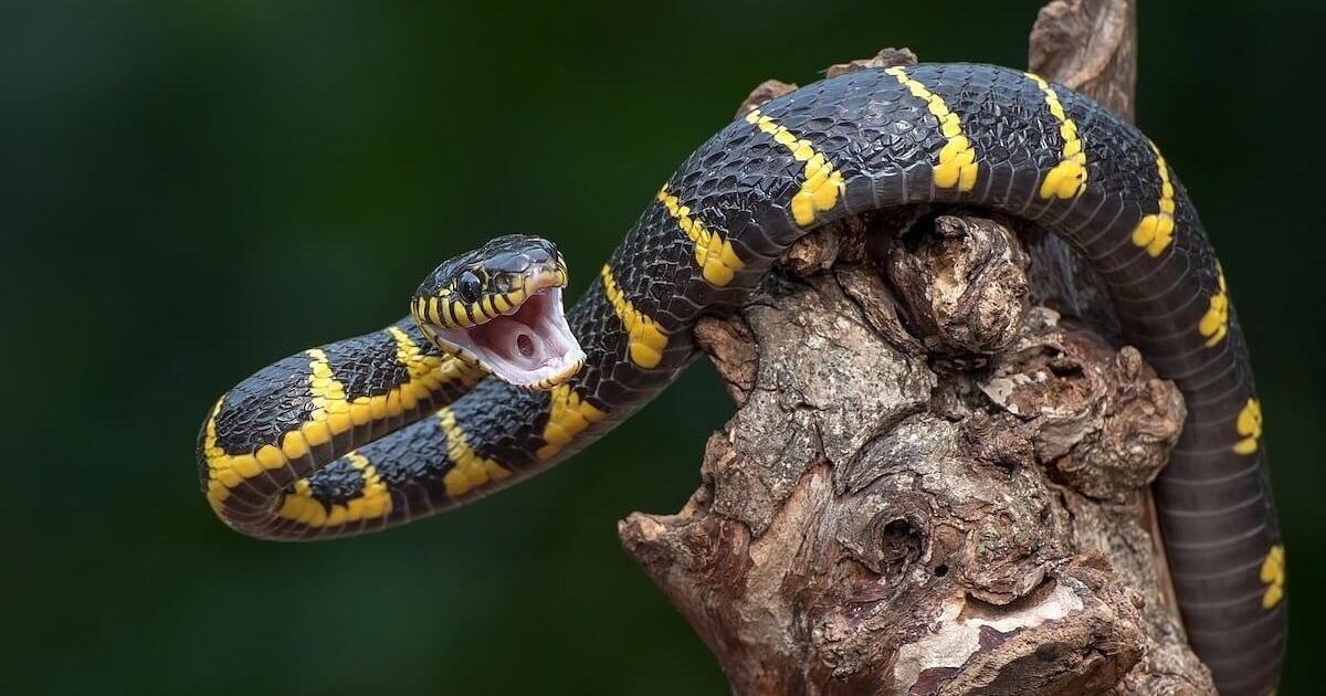 Why Snake Pee May Be Key to Treating Kidney Stones and Gout | News ...