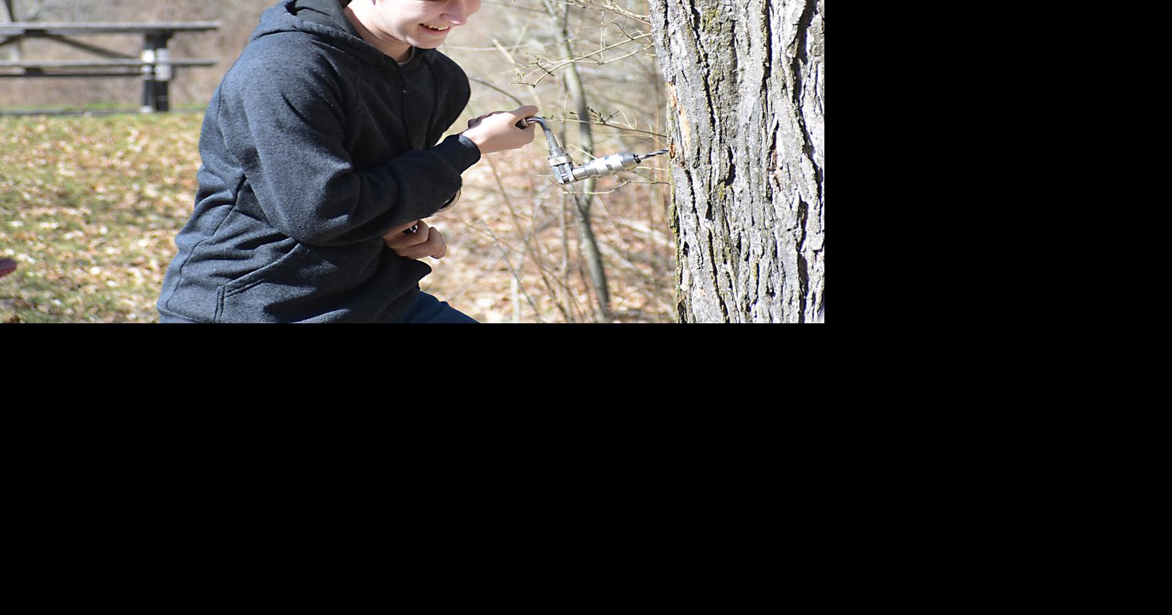 All about maple | | tiogapublishing.com