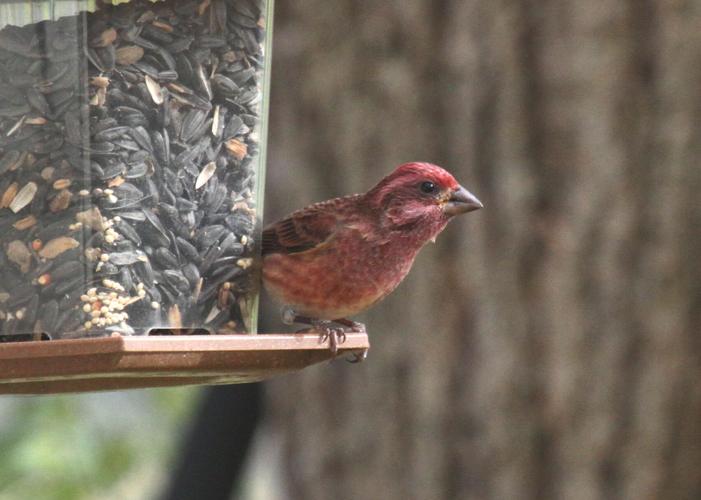 Winter finches are back: Bird Lore by Wayne N. Laubscher | Columns ...