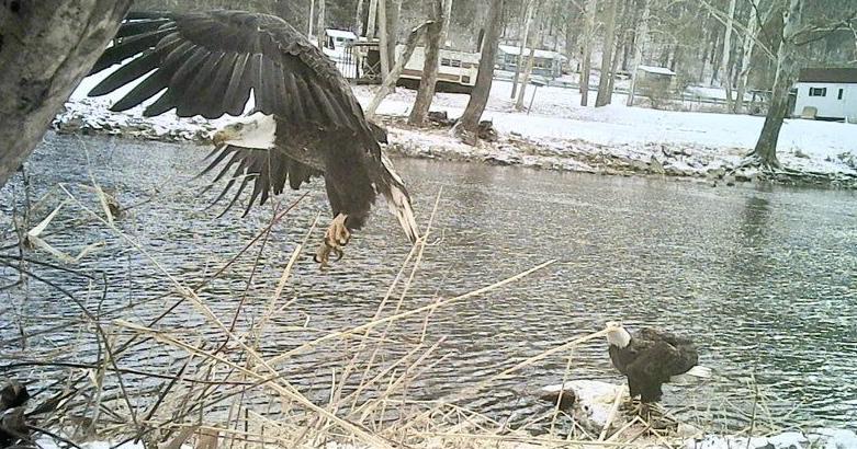 Outdoorsman is witness to nature's recycling system: Backwoods Extreme ...