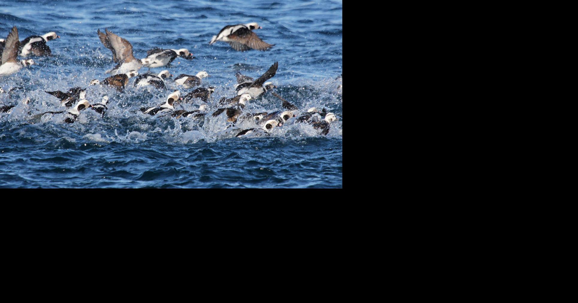 Reports of a rare bird chaser: Bird Lore by Julie Cramer-Le | Community ...