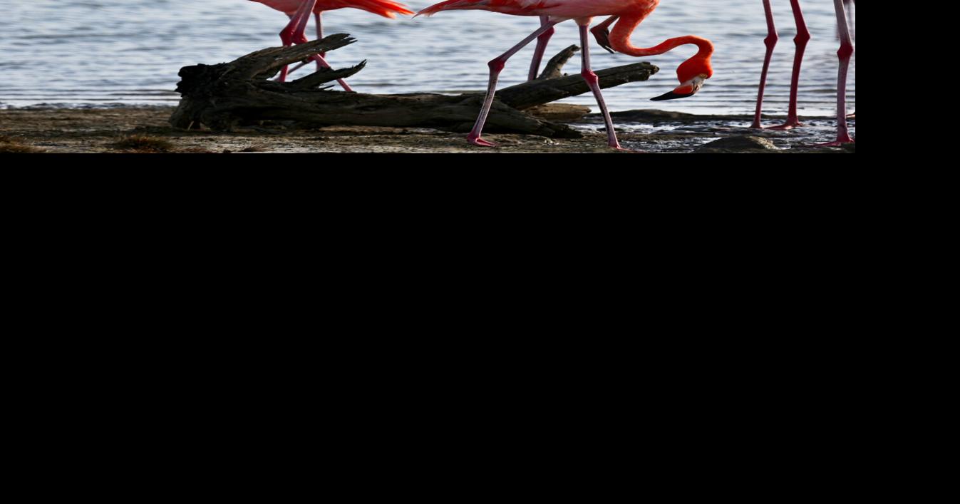 Flamingos arrive in area with Hurricane Idalia: Bird Lore by Kay Cramer ...