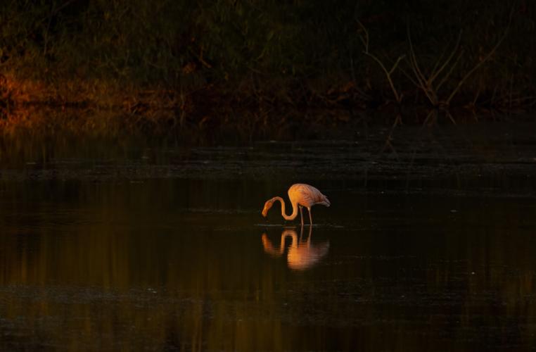 Flamingos arrive in area with Hurricane Idalia: Bird Lore by Kay Cramer ...