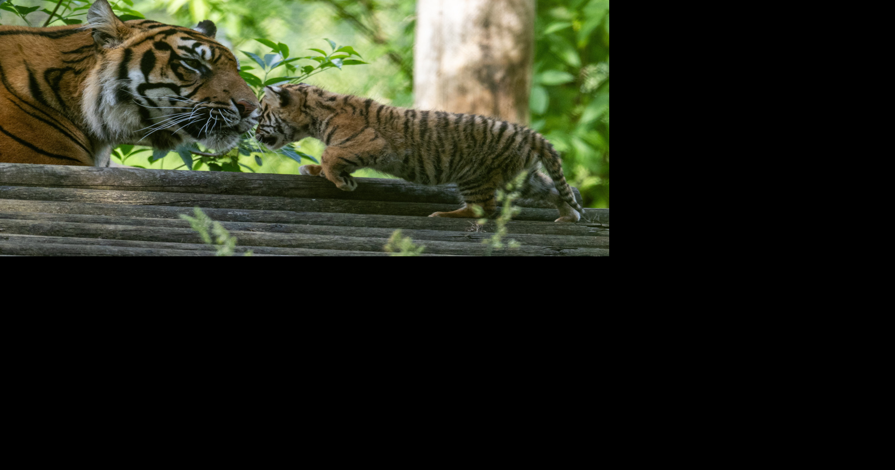 Birth of endangered tiger cubs huge win for conservation | News ...