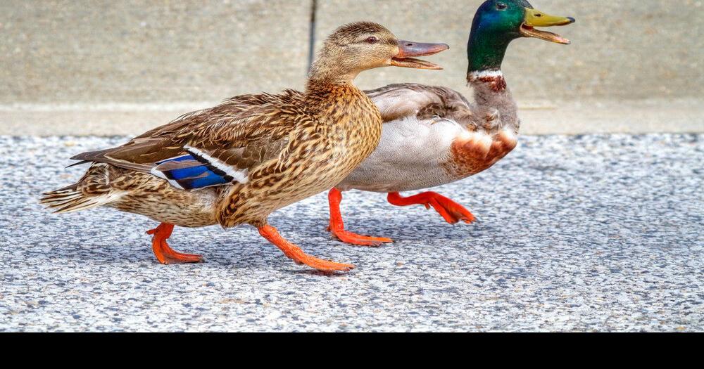 Ducks are back in the landscape: Bird Lore by Kay Cramer | Columns ...