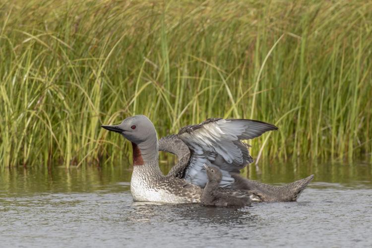 Reports of a rare bird chaser: Bird Lore by Julie Cramer-Le | Columns ...