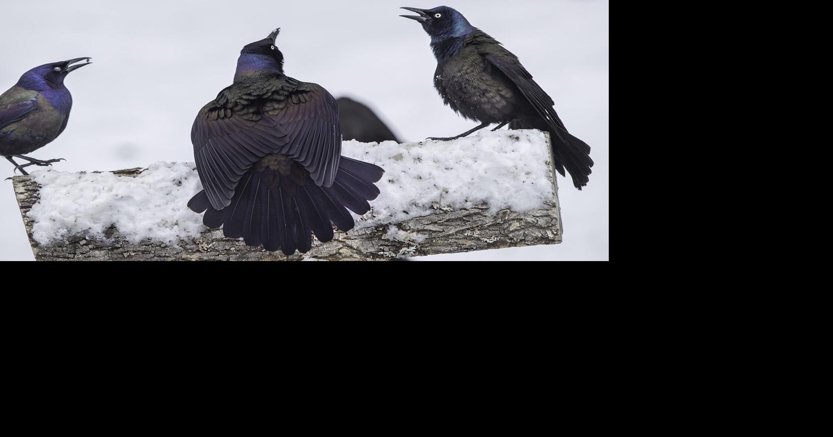 Bird Lore | | tiogapublishing.com
