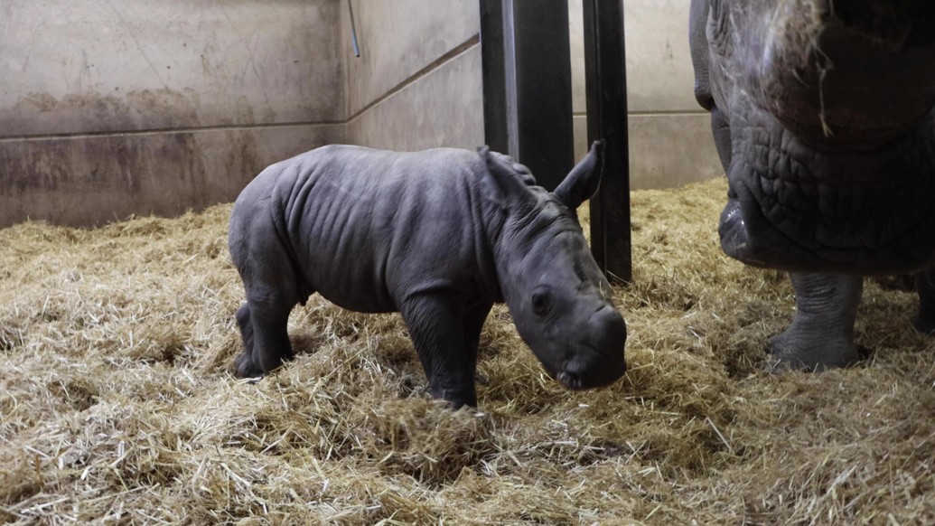 Safari park welcomes rare Southern White Rhino calf | News ...
