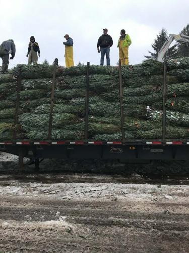 Customers enjoy tradition of natural Christmas trees | Local ...