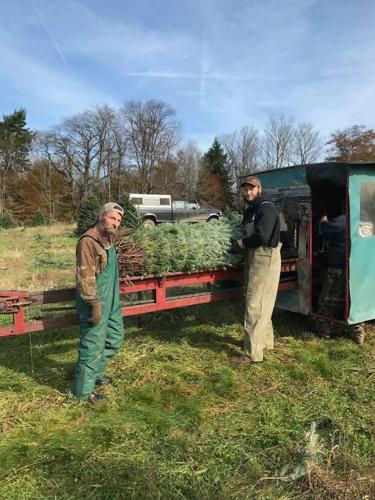 Customers enjoy tradition of natural Christmas trees | Local ...