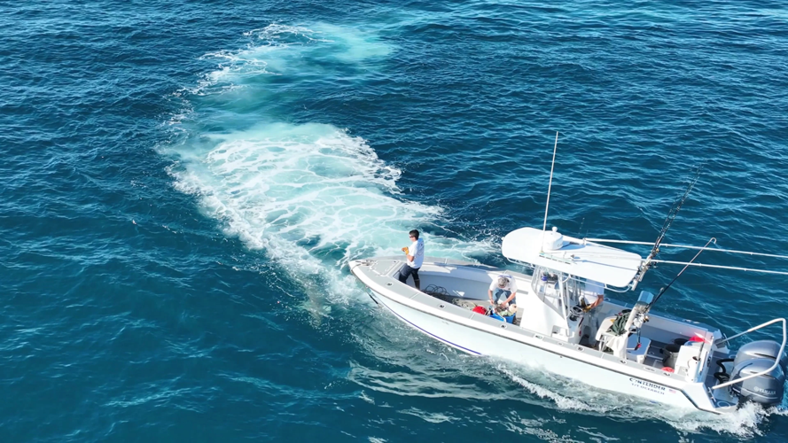 Massive great white shark roaming major tourist hub | News ...