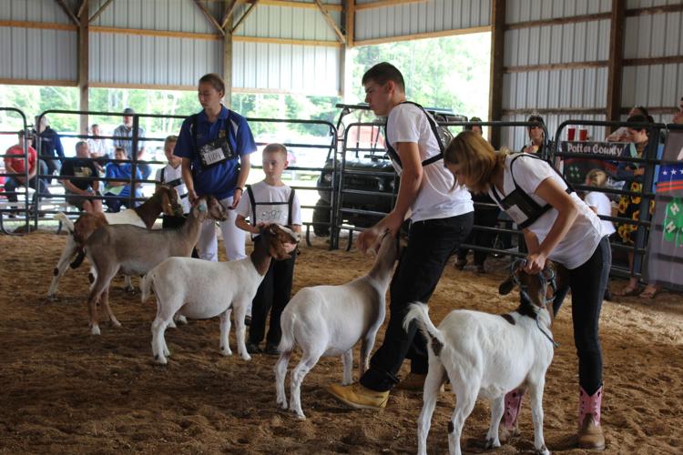 Potter County Fair kicks off with goat show | Community ...