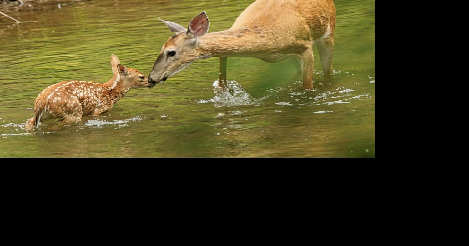 Public invited to enter photo in contest | Community | tiogapublishing.com