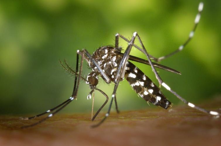 Why mosquitoes’ thirst for human blood is intensifying | News ...