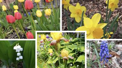 Fall is time for garden tasks, planting spring bulbs: Bloom Chronicles ...