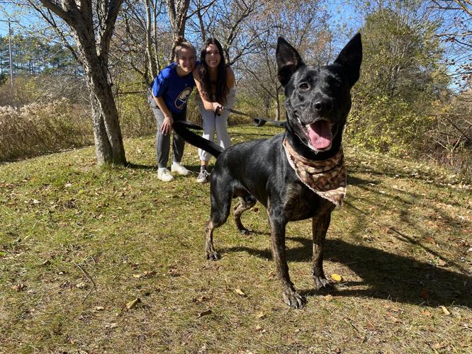 Bona’s SBU@SPCA program benefits dogs, cats and humans alike ...