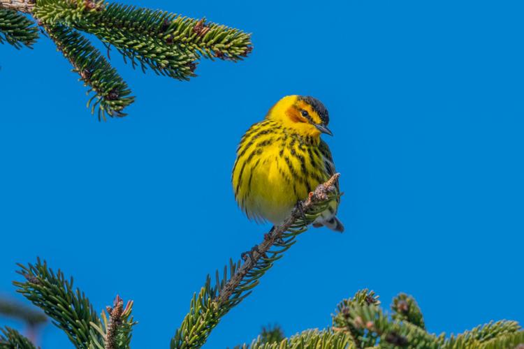 Here's a novel way to protect birds: Bird Lore by Gary Metzger ...