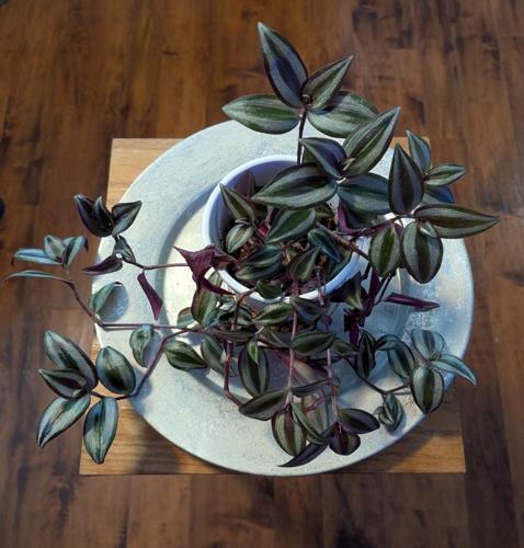 Inch plants offer opportunity for winter gardening: Bloom Chronicles by ...