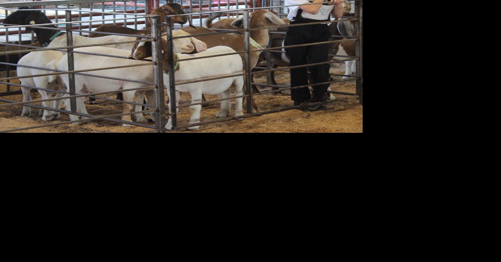Potter County Fair kicks off with goat show | Community ...