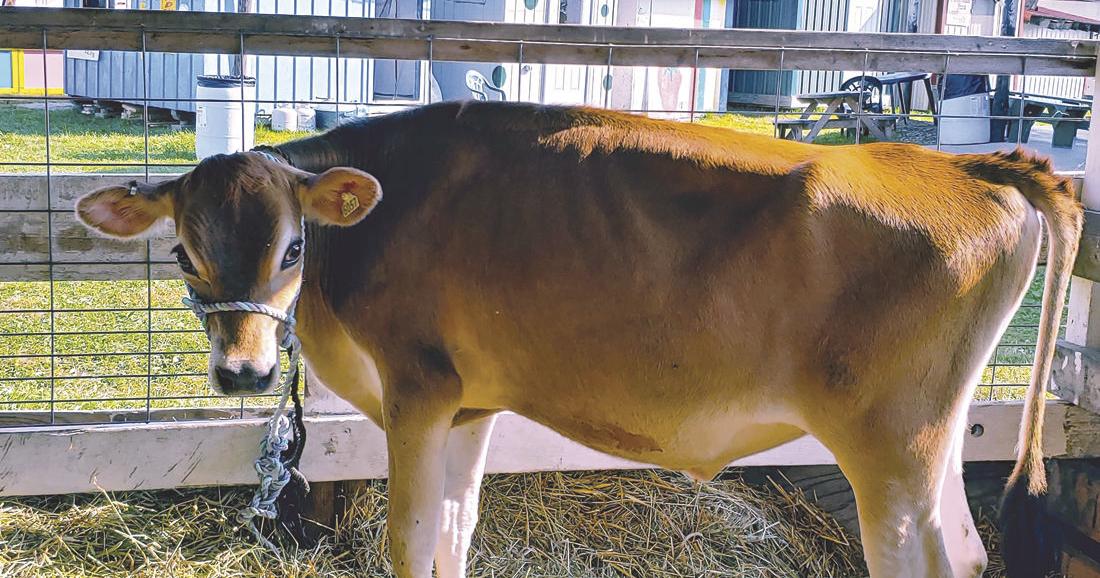 Potter County Fair | Potter Leader-Enterprise | tiogapublishing.com