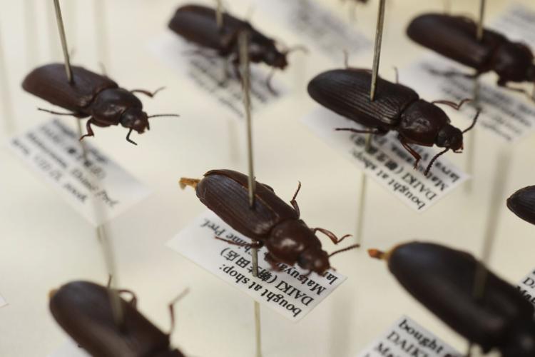 Research reveals early Europeans ate creepy crawlies regularly | News ...