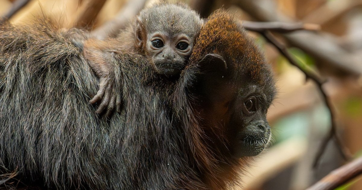 Newborn monkey clings to parents after being born at zoo | News ...