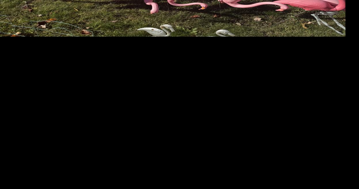 Titusville’s ‘Flamingo Man’ brightens train riders’ day | News ...