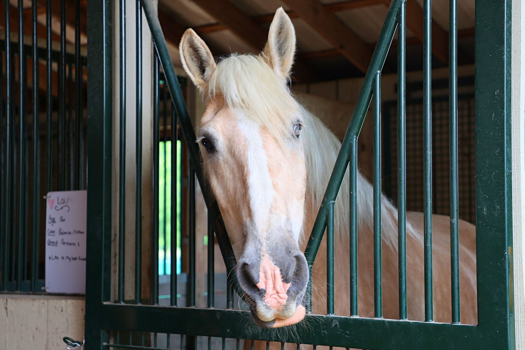 Braveheart's Equine Center 2nd Annual VIP Open House | Photo Galleries ...