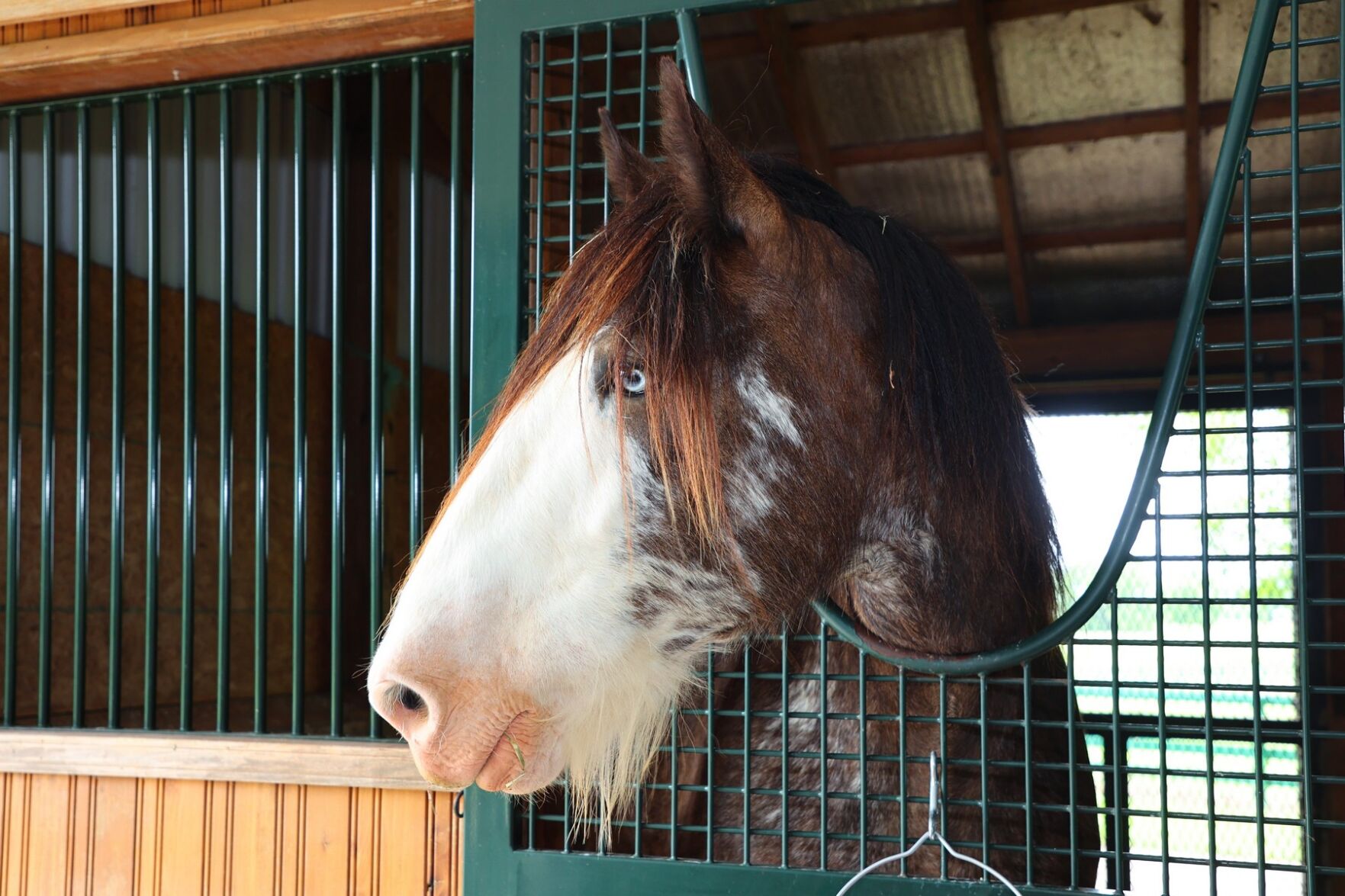 Braveheart's Equine Center 2nd Annual VIP Open House | Photo Galleries ...