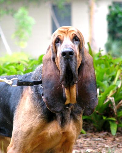 Deputy Dogs | Archives | tpimediagroup.org