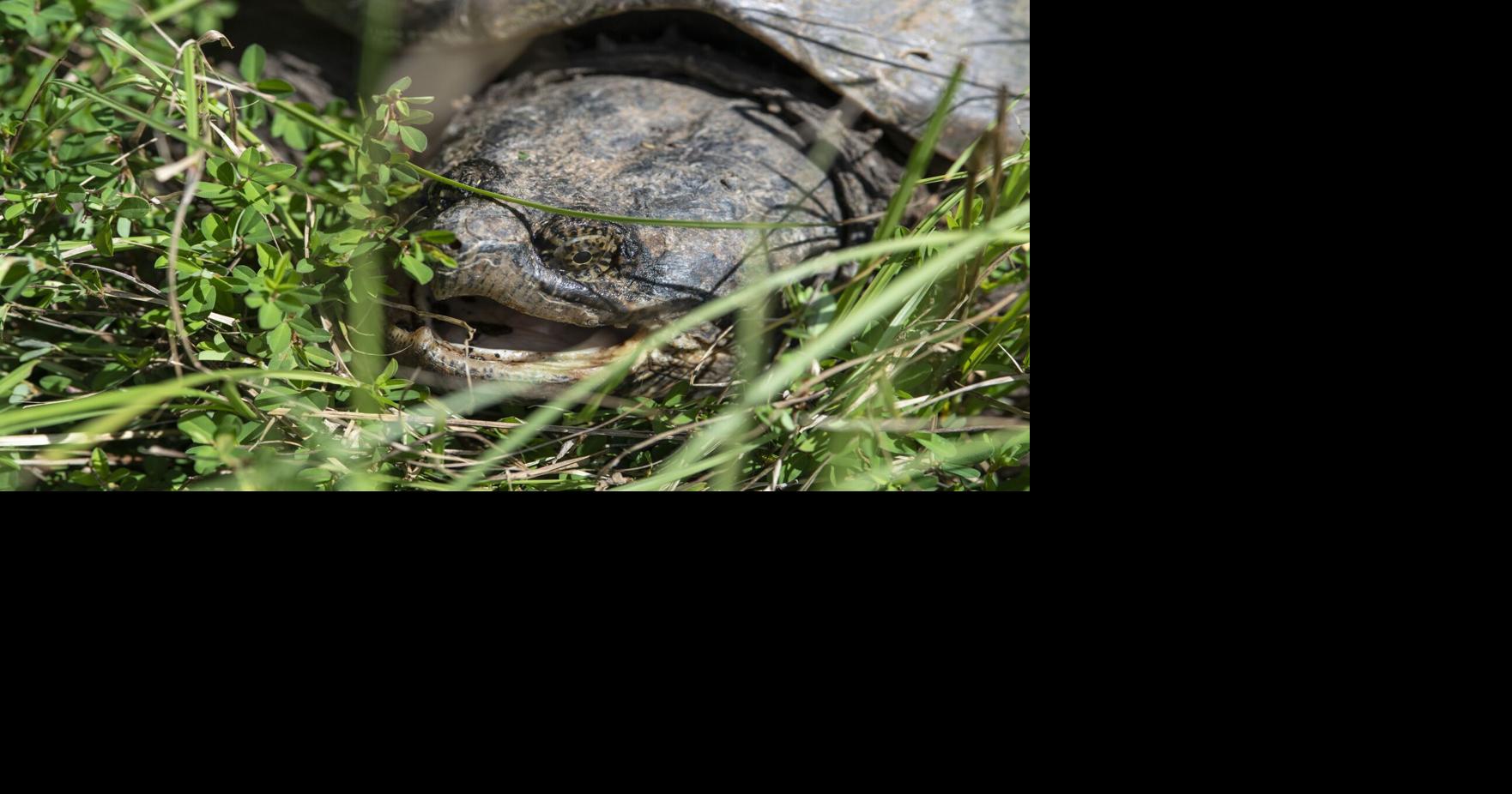 Common Snapping Turtle | Nature Of The Lake | tpimediagroup.org