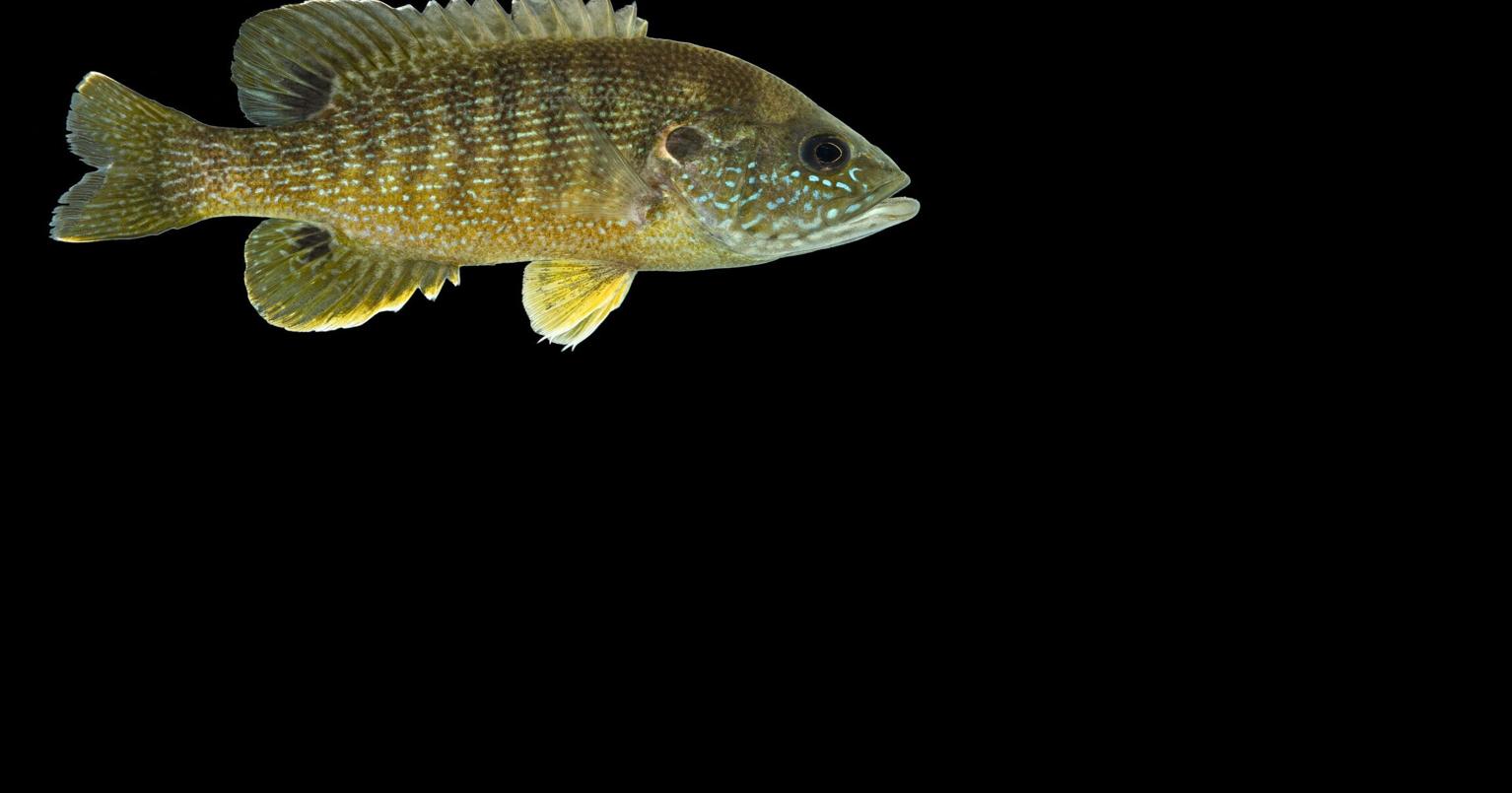 Green Sunfish | Nature Of The Lake | tpimediagroup.org