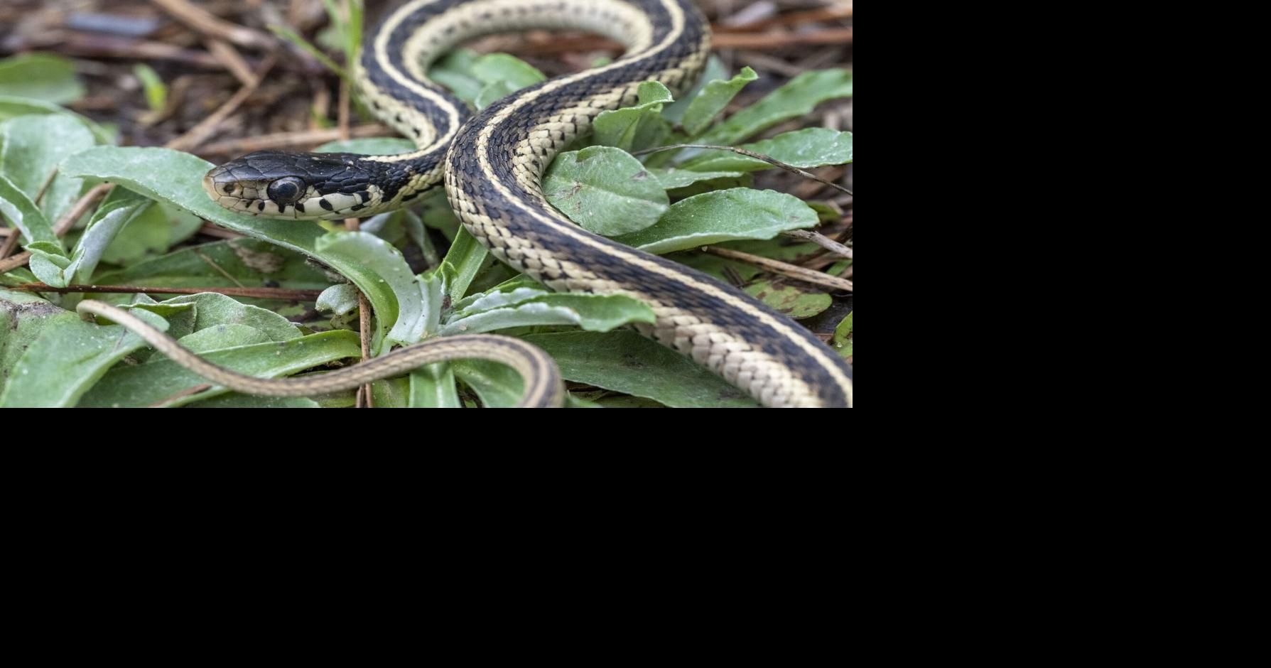 Garter Snake | Nature Of The Lake | tpimediagroup.org