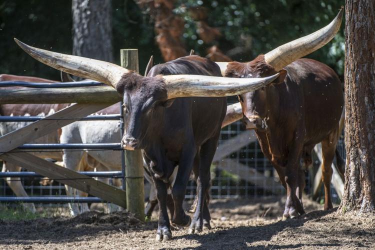 watusi cattle