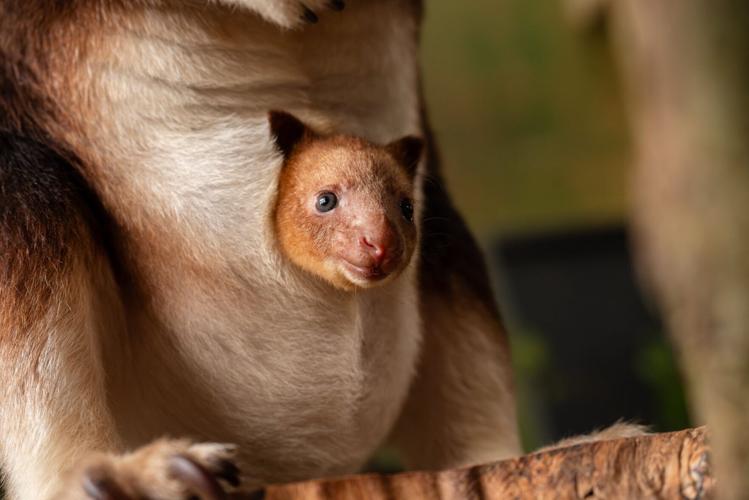 marsupials pouch name