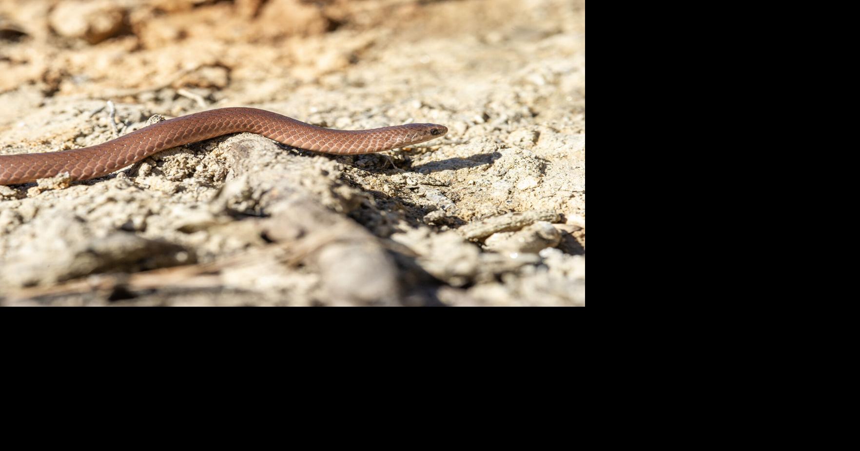 smooth earth snake range