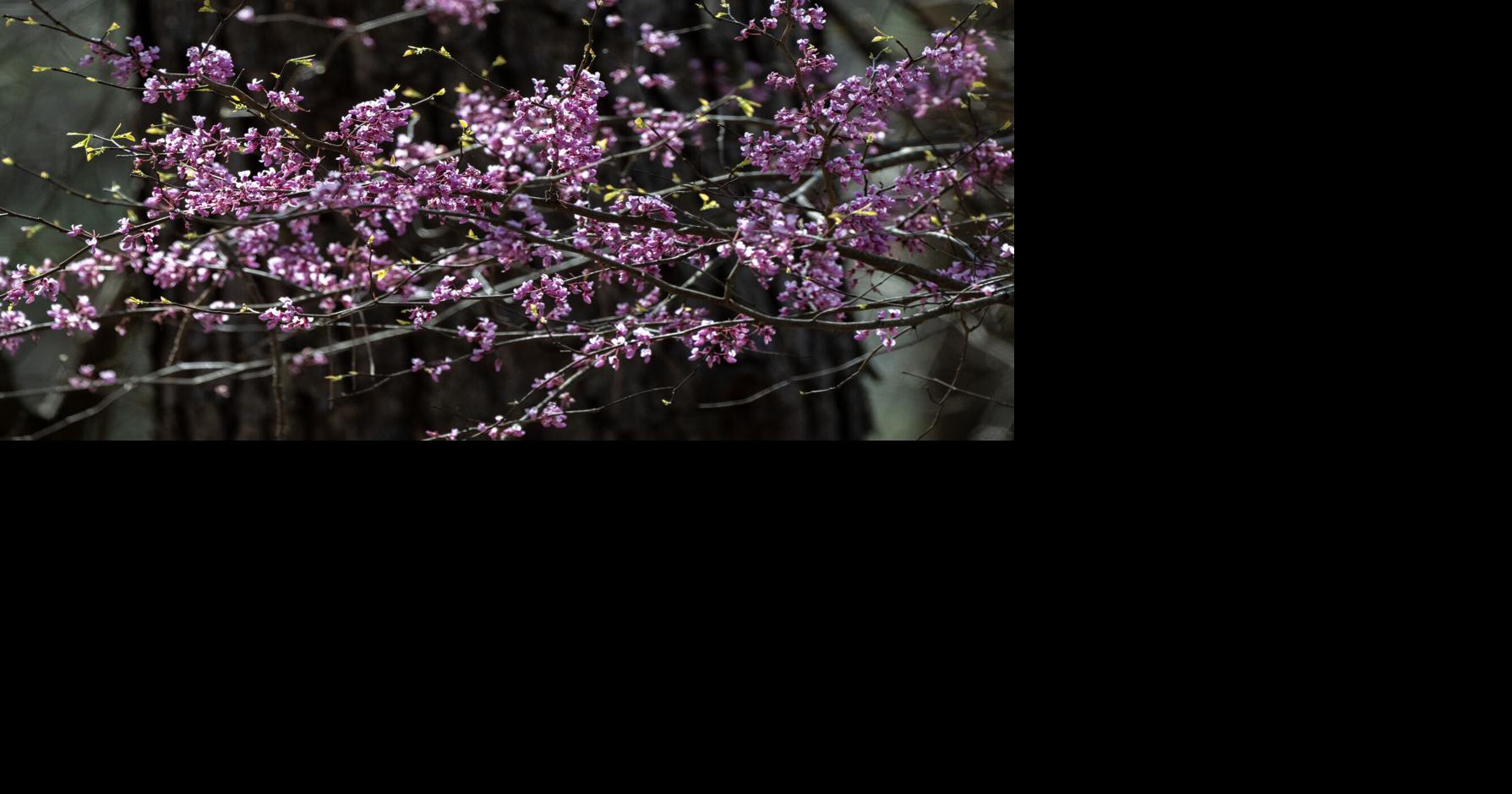 Eastern Redbud | Nature Of The Lake | tpimediagroup.org