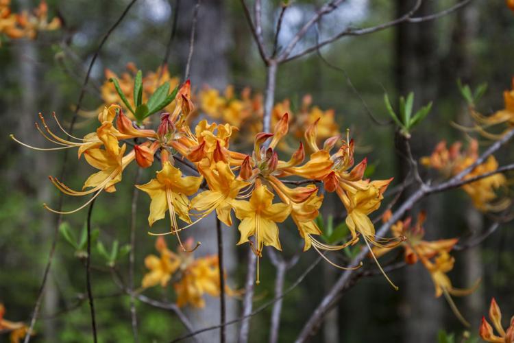 The True Beauty of Native Azaleas | Lake Martin Living | tpimediagroup.org