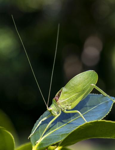 leaf katydid bug