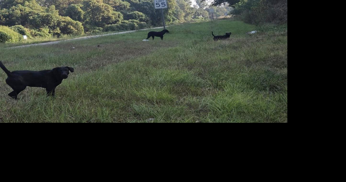 Animal control working to catch pack of dogs | Alexander City Outlook ...