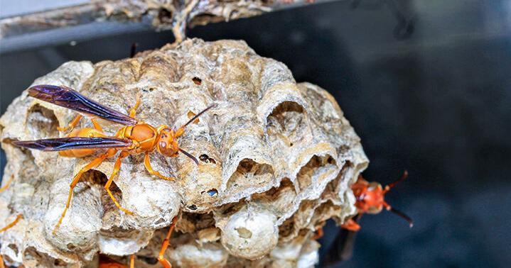World of Wasps | Lake Martin Living | tpimediagroup.org