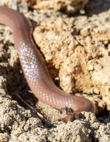 smooth earth snake range