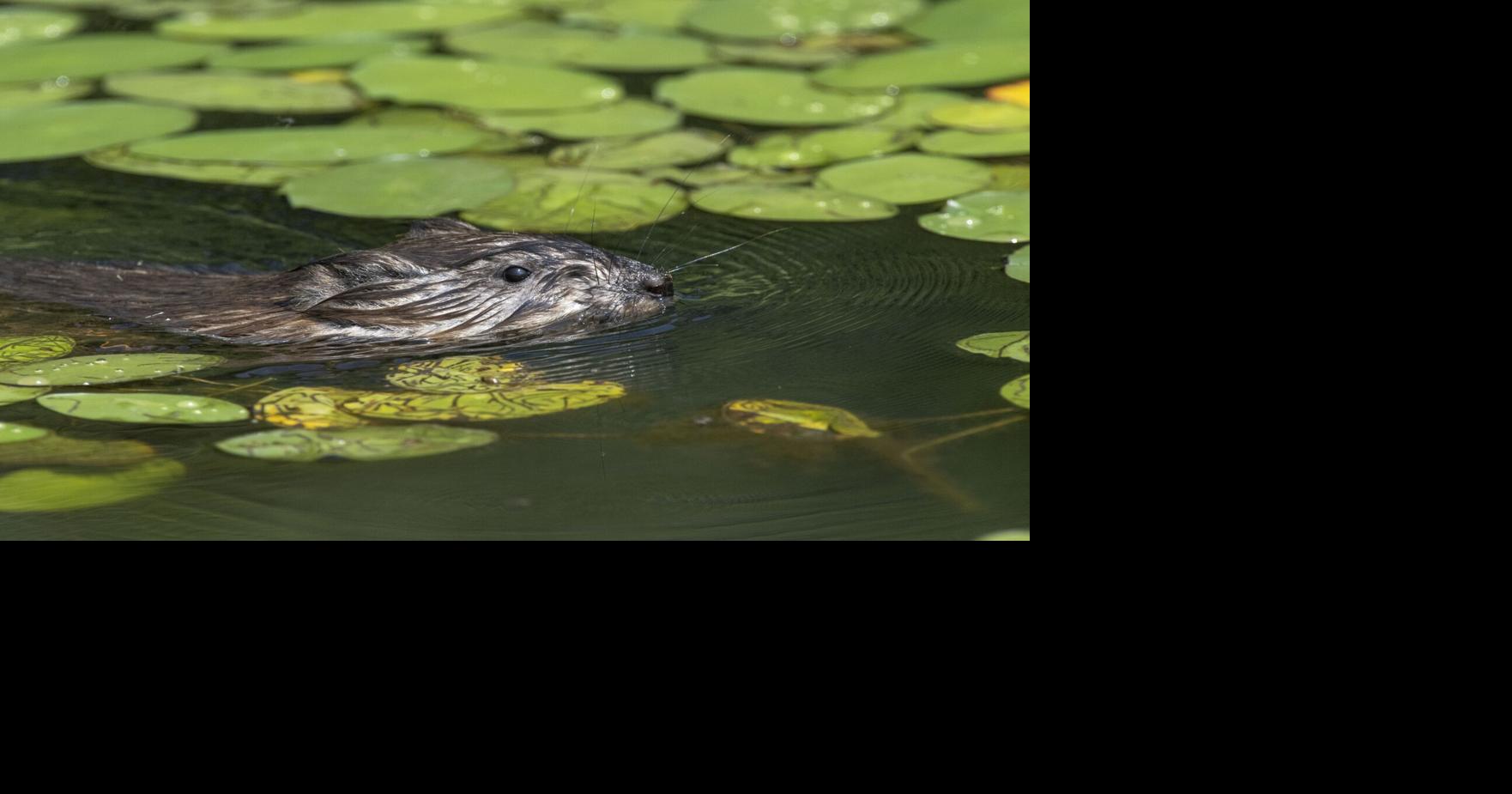 The Muskrat | Nature Of The Lake | tpimediagroup.org
