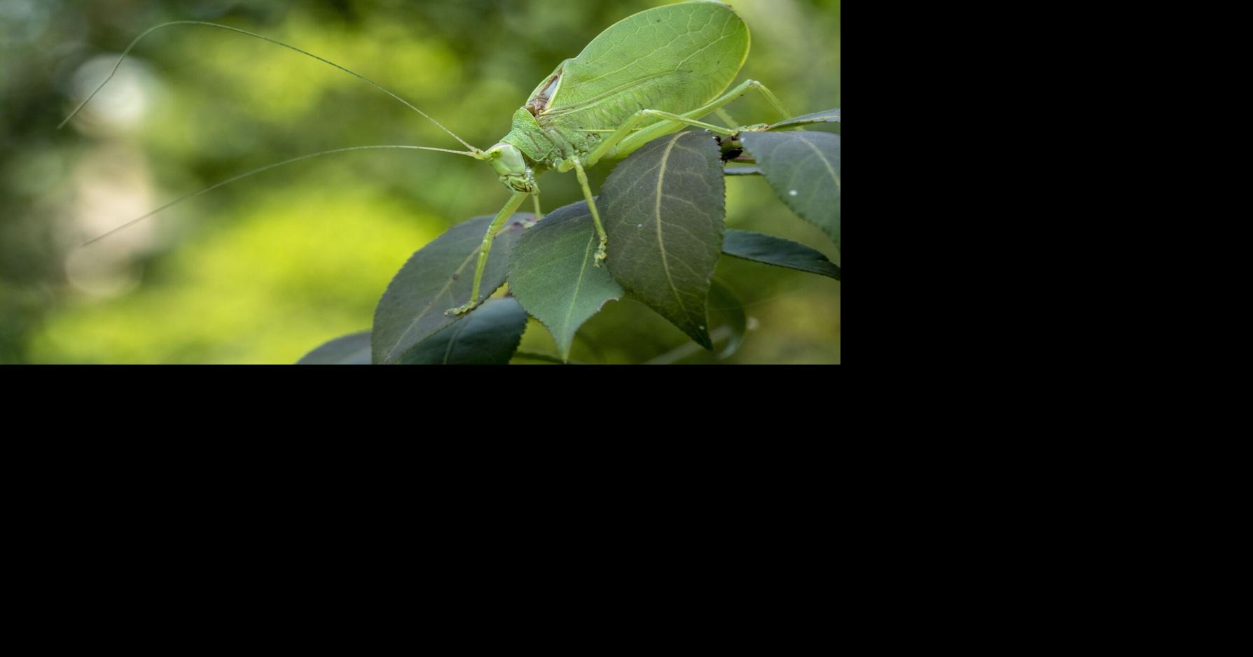 leaf katydid sound