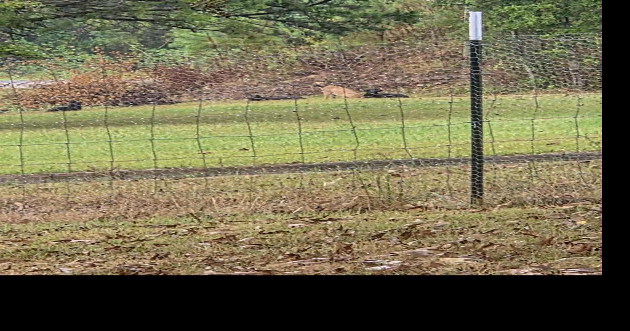 Feral dogs still on loose in city | Alexander City Outlook ...