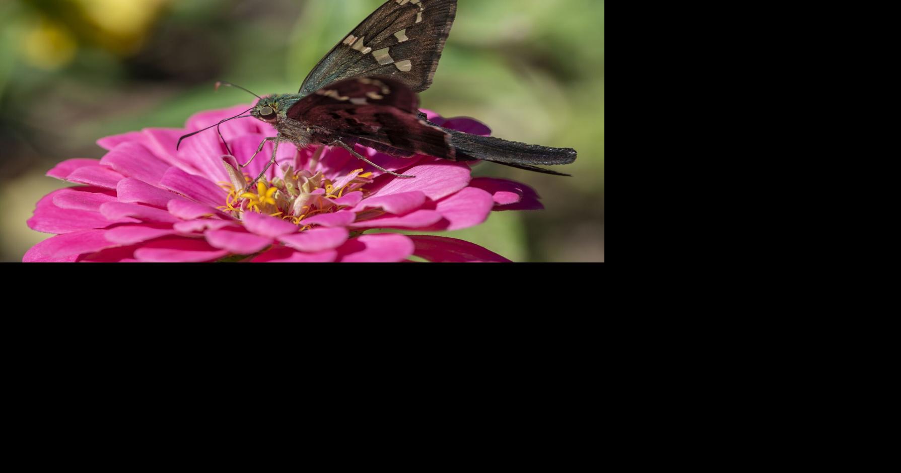 Long-tailed Skipper | Nature Of The Lake | tpimediagroup.org