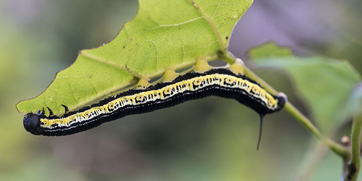 Southern Catalpa Tree | Nature Of The Lake | tpimediagroup.org